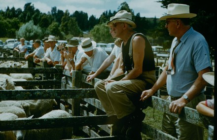 People Watching Herd Sheep Cages New Editorial Stock Photo - Stock ...
