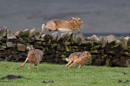 Female Hare Leaps Heigher Than Wall Editorial Stock Photo - Stock Image ...