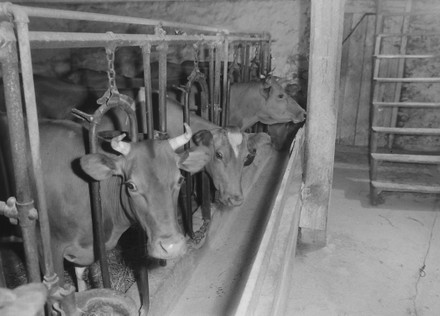 Cows United Nations Relief Rehabilitation Administration Editorial ...