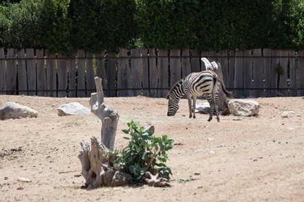 250 Attica zoo park Stock Pictures, Editorial Images and Stock Photos ...