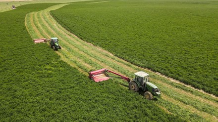 Farmers Harvesting Alfalfa Harvester Wuzhong Editorial Stock Photo ...