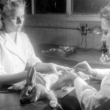 Women Testing Smallpox Vaccine Rabbit Lederle Editorial Stock Photo ...