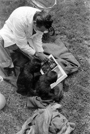 Man Teaching Baby Gorillas Milwaukee County Editorial Stock Photo ...