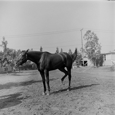 Race Horse Busher Winner 25000 Vanity Editorial Stock Photo - Stock ...