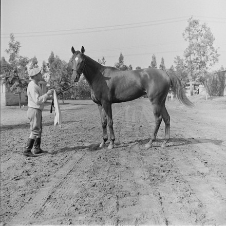 Man Looking On Race Horse Busher Editorial Stock Photo - Stock Image ...