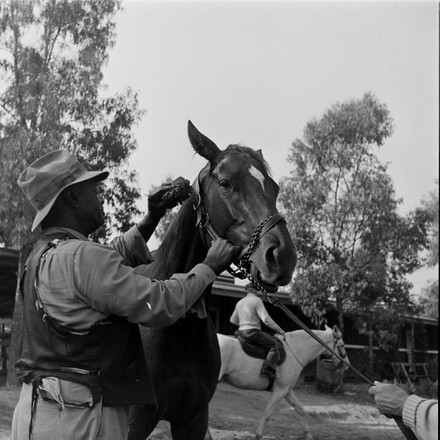 Man Looking On Race Horse Busher Editorial Stock Photo - Stock Image ...