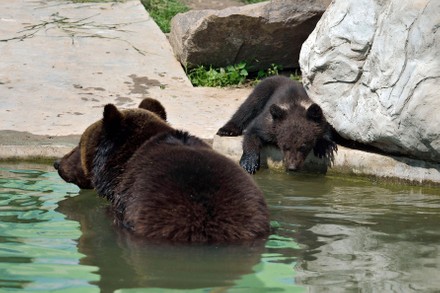 Brown Bear Cub Drinks Water Pool Editorial Stock Photo - Stock Image ...