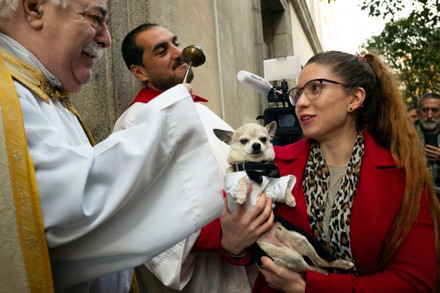 Dog Be Blessed By Priest During Editorial Stock Photo - Stock Image ...