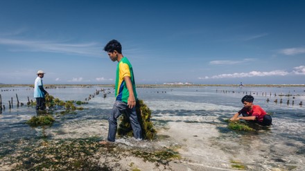 Workers Transporting Huge Clumps Seaweed Cast Editorial Stock Photo ...