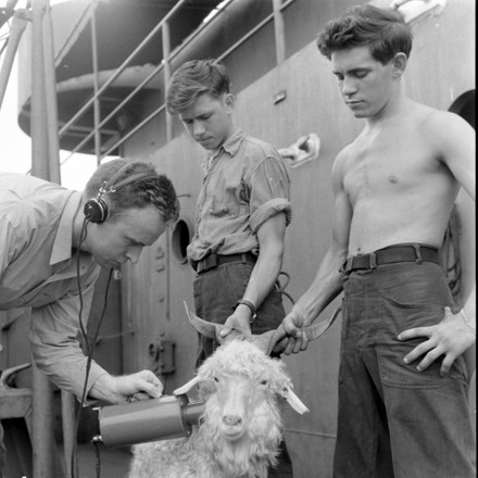 Man Examining Sheep During Nuclear Radiation Editorial Stock Photo ...