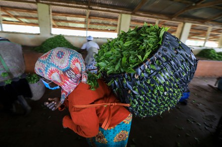 Kenyan Tea Farmer C Brings Her Editorial Stock Photo - Stock Image ...
