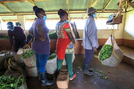 Kenyan Tea Farmers Queue They Wait Editorial Stock Photo - Stock Image ...
