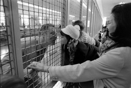 Inmate Kissing His Wife Soledad State Editorial Stock Photo - Stock ...