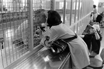 Inmate Kissing His Wife During Visit Editorial Stock Photo - Stock ...