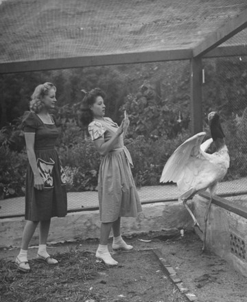 Patti Mccarty Betty Brooks Visiting Catalina Editorial Stock Photo ...