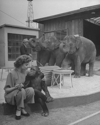 Actress Laraine Day Trained Chimpanzee On Editorial Stock Photo - Stock ...
