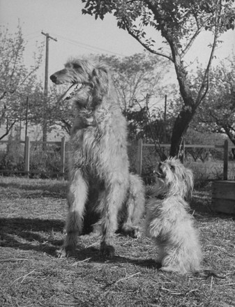 April 1946 Two Breeds Terrier Very Editorial Stock Photo - Stock Image ...