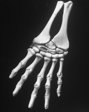 September 1951 Skeletal Structure Forelimb Snapping Editorial Stock ...