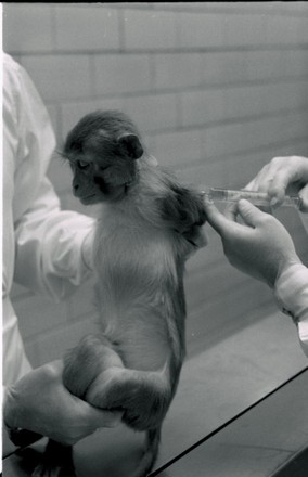 Doctors Testing Polio Vaccine On Monkey Editorial Stock Photo - Stock ...
