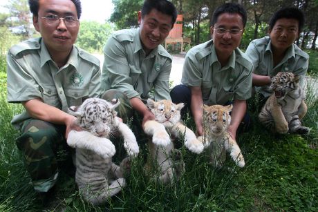 Keepers Hold Four Different Coloured Tiger Editorial Stock Photo ...