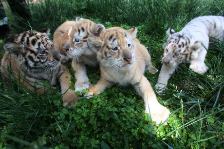Keepers Hold Four Different Coloured Tiger Editorial Stock Photo ...