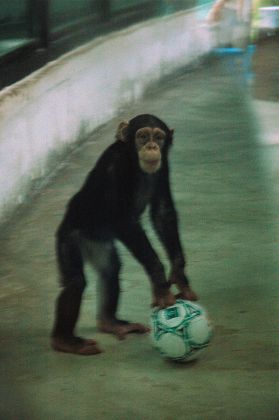 Football Mad Chimp Dang Dang Demonstrates Editorial Stock Photo - Stock ...