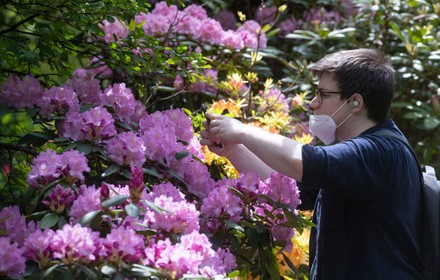 Man Enjoys Blooming Rhododendrons Botanic Gardens Editorial Stock Photo ...