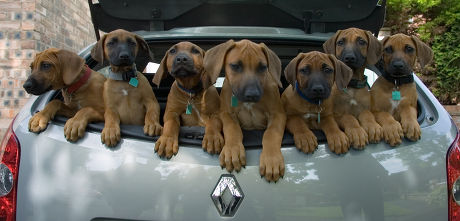 29 Ridgebacks Stock Pictures, Editorial Images and Stock Photos ...