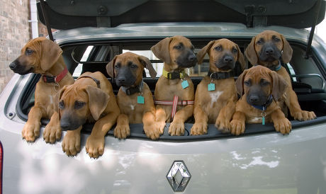 Eight Week Old Rhodesian Ridgeback Puppies Editorial Stock Photo ...