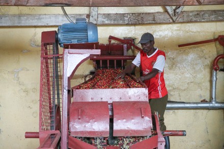 Kenya Ruiru Coffee Beans Harvest - 03 Jun 2021 Stock Pictures ...