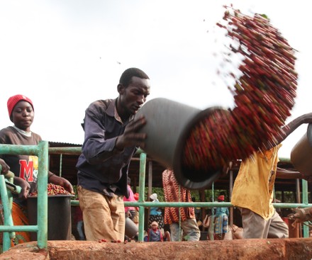 Kenya Ruiru Coffee Beans Harvest - 03 Jun 2021 Stock Pictures ...