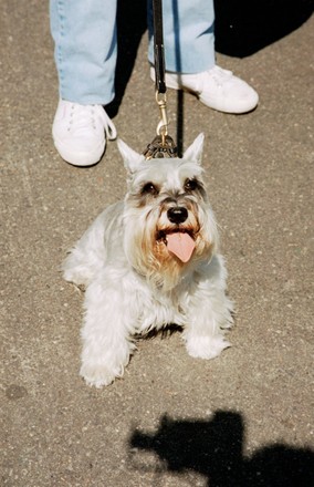 250 Cs dog Stock Pictures, Editorial Images and Stock Photos | Shutterstock