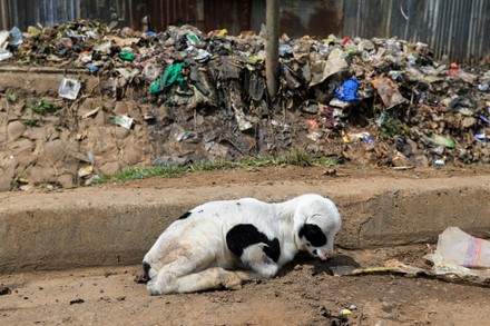 Kenyan Environment Activists Different Organizations Work Editorial ...