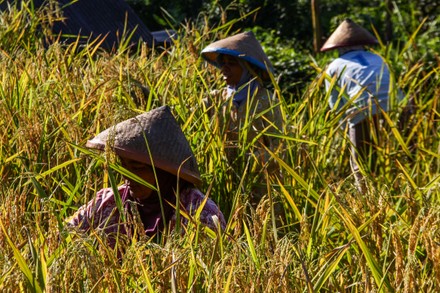 24 Rice picking Stock Pictures, Editorial Images and Stock Photos ...