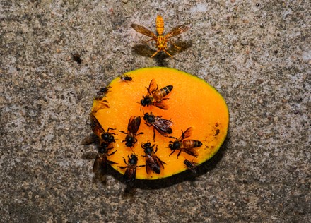Aggressive Insects Like Bees Yellow Paperwasp Editorial Stock Photo ...