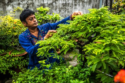 250 Bonsai tree Stock Pictures, Editorial Images and Stock Photos ...