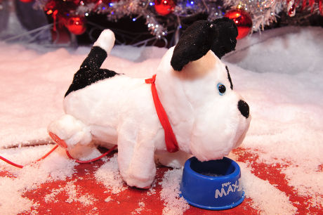 Pip Dog Editorial Stock Photo - Stock Image | Shutterstock