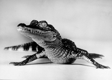 September 1951 Alligator Walks More Upright Editorial Stock Photo ...