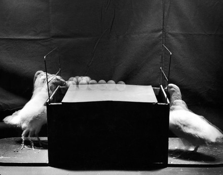 Two Pigeons Play Version Ping Pong Editorial Stock Photo - Stock Image ...