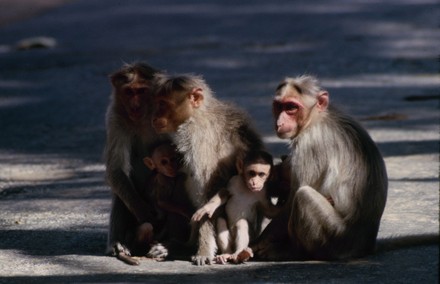 India Circa 1963 Indian Monkeys Editorial Stock Photo - Stock Image ...