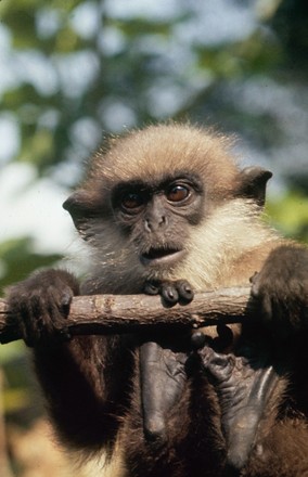 __COUNT__ Indian Monkeys, India Stock Pictures, Editorial Images and ...