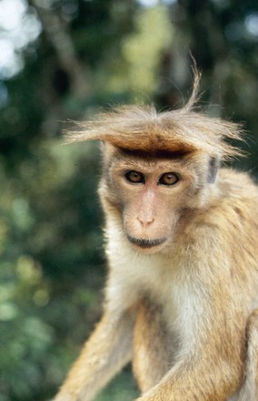 India Circa 1963 Indian Monkeys Editorial Stock Photo - Stock Image ...