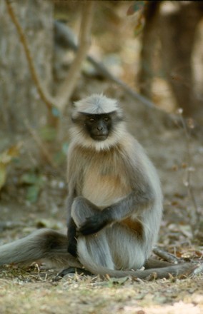 India Circa 1963 Indian Monkeys Editorial Stock Photo - Stock Image ...