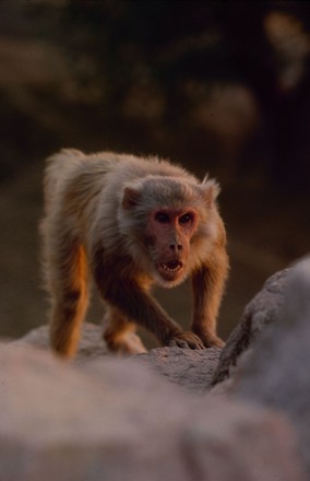 India Circa 1963 Indian Monkeys Editorial Stock Photo - Stock Image ...