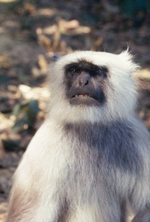 India Circa 1963 Indian Monkeys Editorial Stock Photo - Stock Image ...