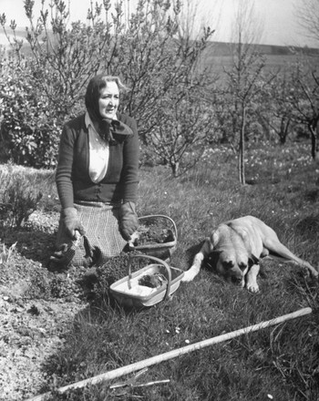 Lady Reading Digging Small Hole Planting Editorial Stock Photo - Stock ...