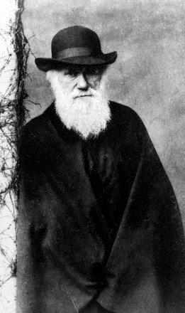 Sepia Print British Naturalist Charles Darwin Editorial Stock Photo ...