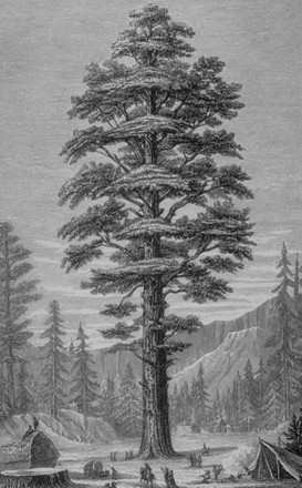 Mammoth Tree Wellingtonia Gigantea Redwood History Editorial Stock ...