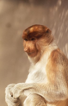 Unspecified Circa 1962 Primates Editorial Stock Photo - Stock Image ...