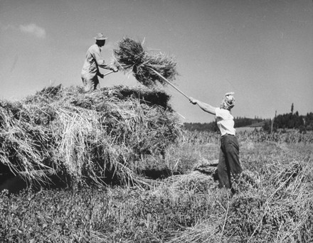 10 Pitching hay Stock Pictures, Editorial Images and Stock Photos ...